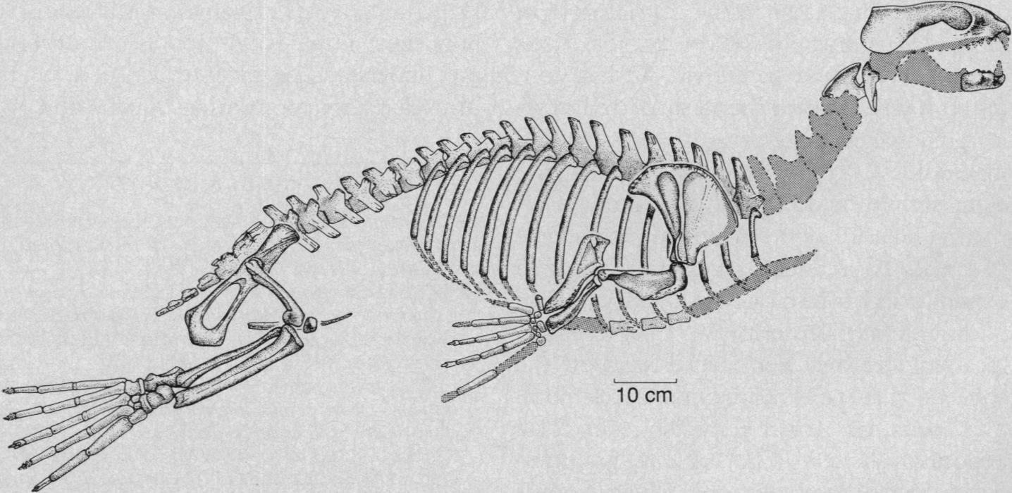 雷鳥だより: 高岡のアシカ4