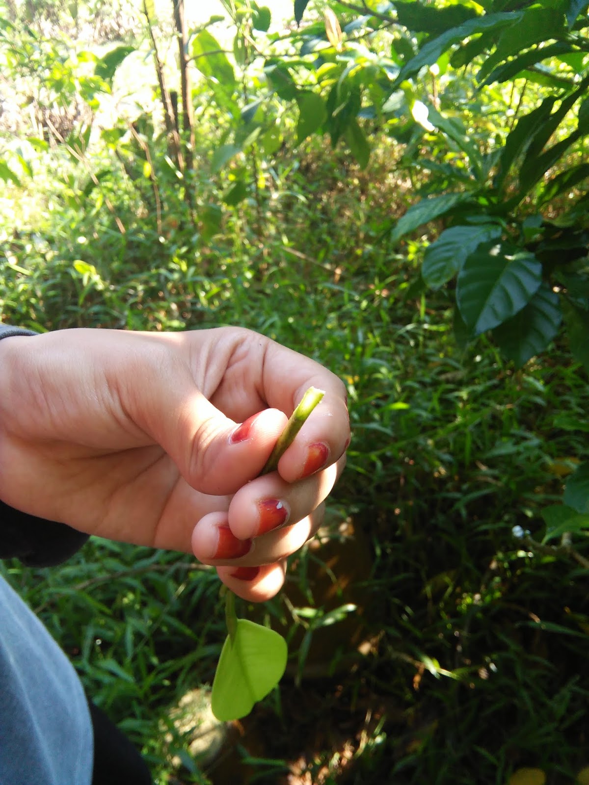 PEMBIAKAN VEGETATIF (BEBAWANG/BULBS) & CANTUMAN BAJI