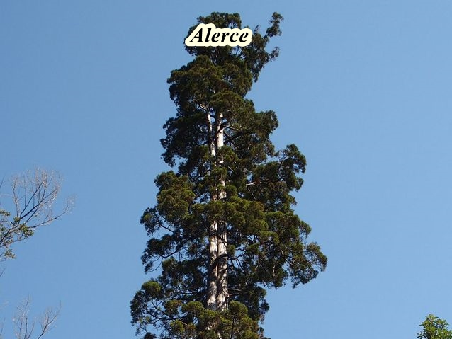 TOP 10 POKOK TERTUA DI DUNIA - CONFUSETEACHER