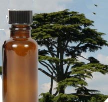 Plant Preview: Wood of the Gods! Sterling Frost Deodar Cedar