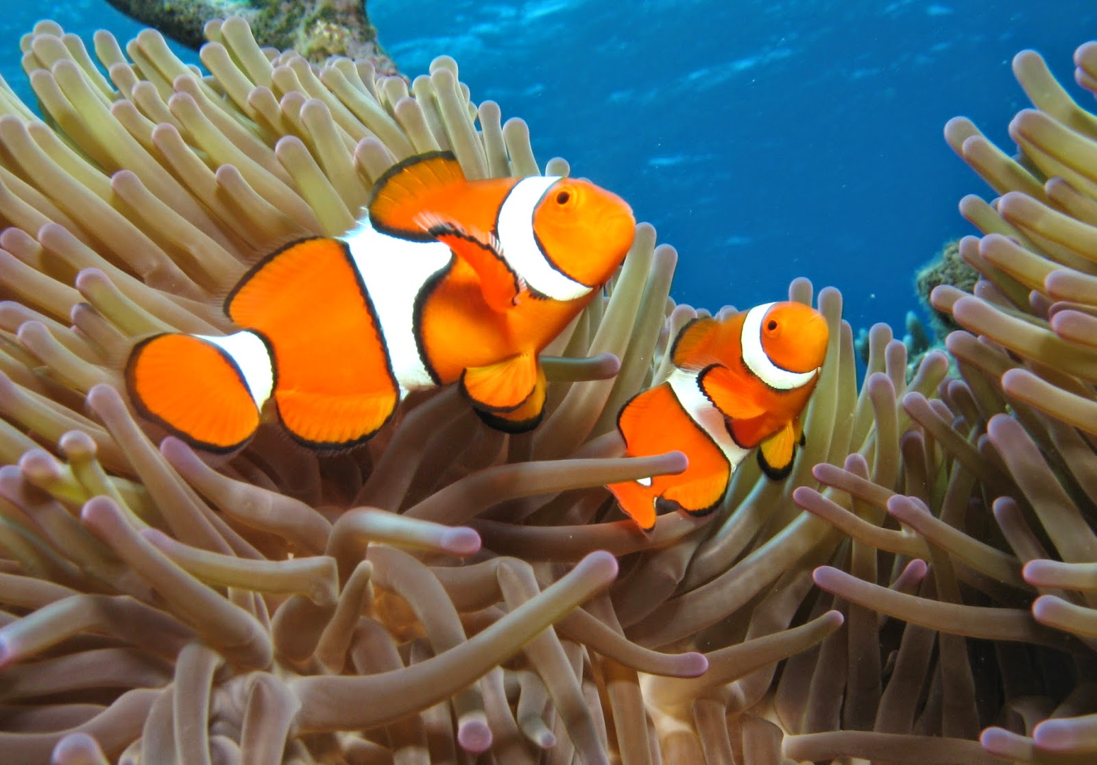 Pez payaso (Amphiprioninae)