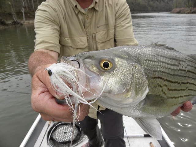 Plateau Journal: Consarnit! Them Fish are Bitin'!