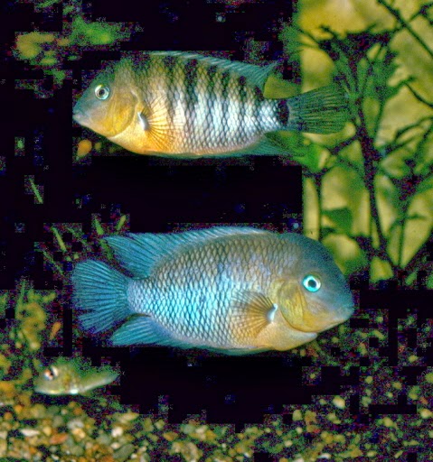 Artes de Pesca: LOS CICHLIDAE 11ª