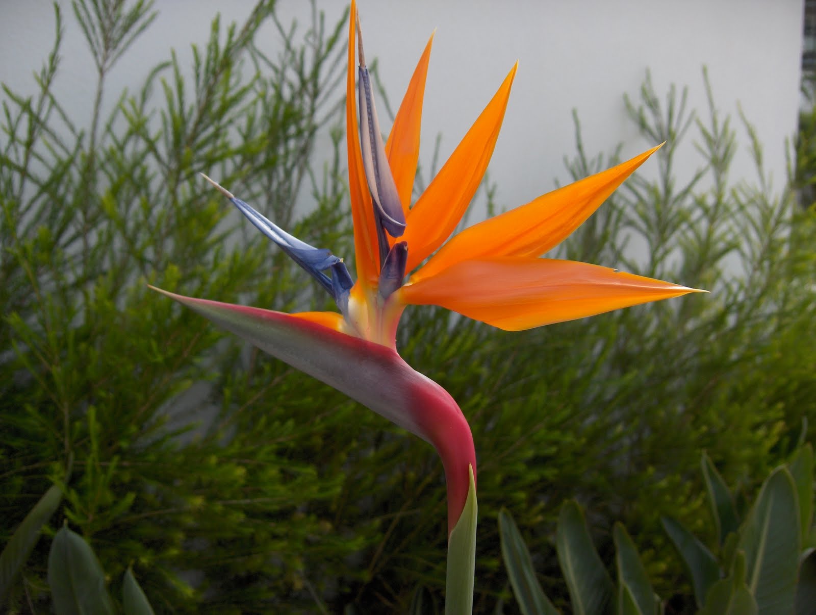 67 Not Out: The Palheiros And Sights Of Madeira