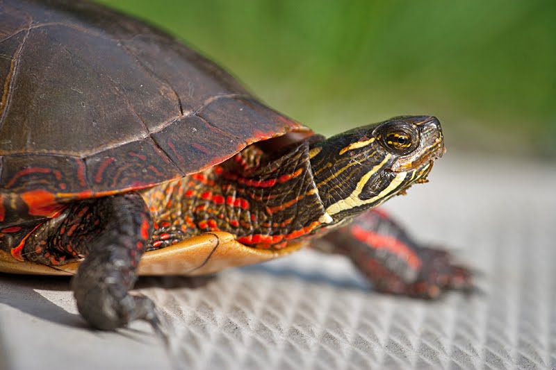 Imagine this: Eastern Painted Turtle