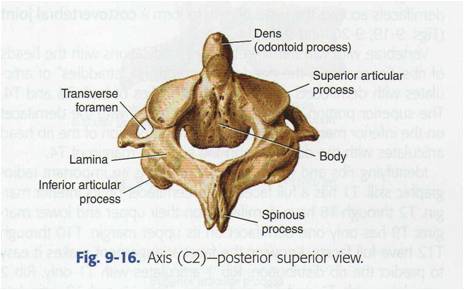 Radiografi C.V Cervicalis
