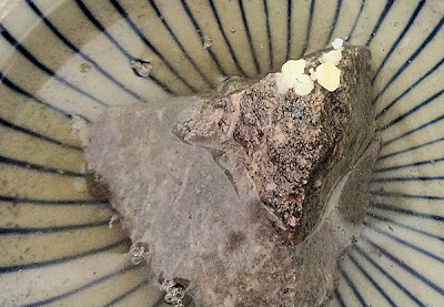 Left Field Wander: Popcorn Rock: Day 7