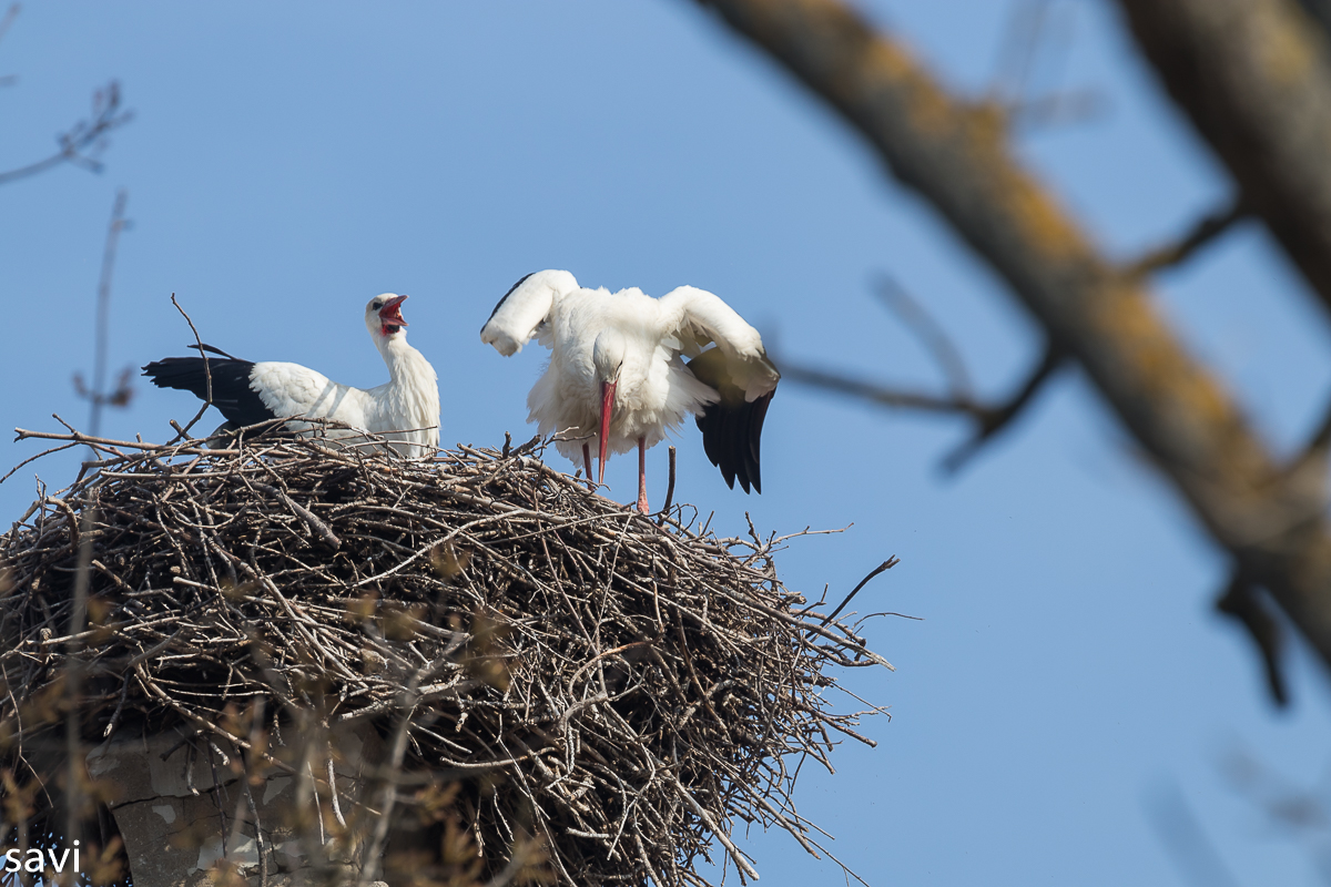 Alles, was atmet, lobe den Herrn! Halleluja