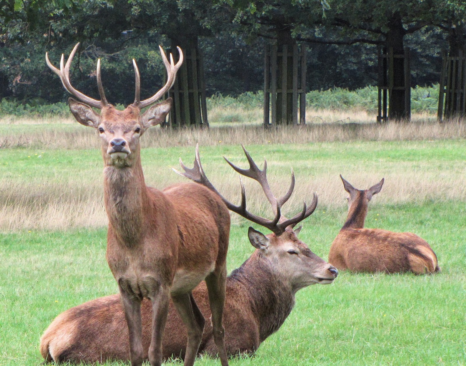 Cholsey Wildlife: Richmond Park