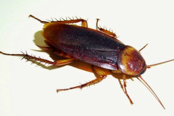 EL CAJON DE LOS CONOCIMIENTOS: ALIMAÑA