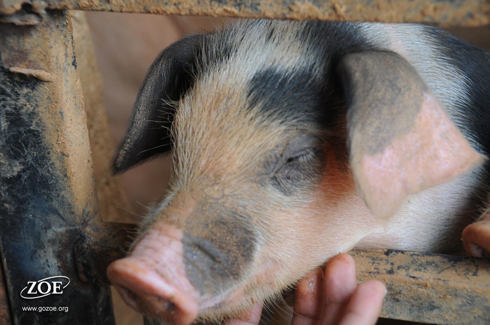 David and Andrea Cross: From Vegemite to Pig's Blood