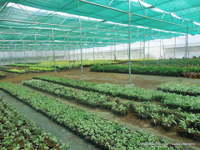 All About Plants : Plants Plant Nurseries In India Pune - Part 4