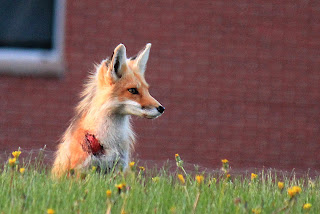 Wildlife Photography and Experiences with Brennan: PEI Foxes
