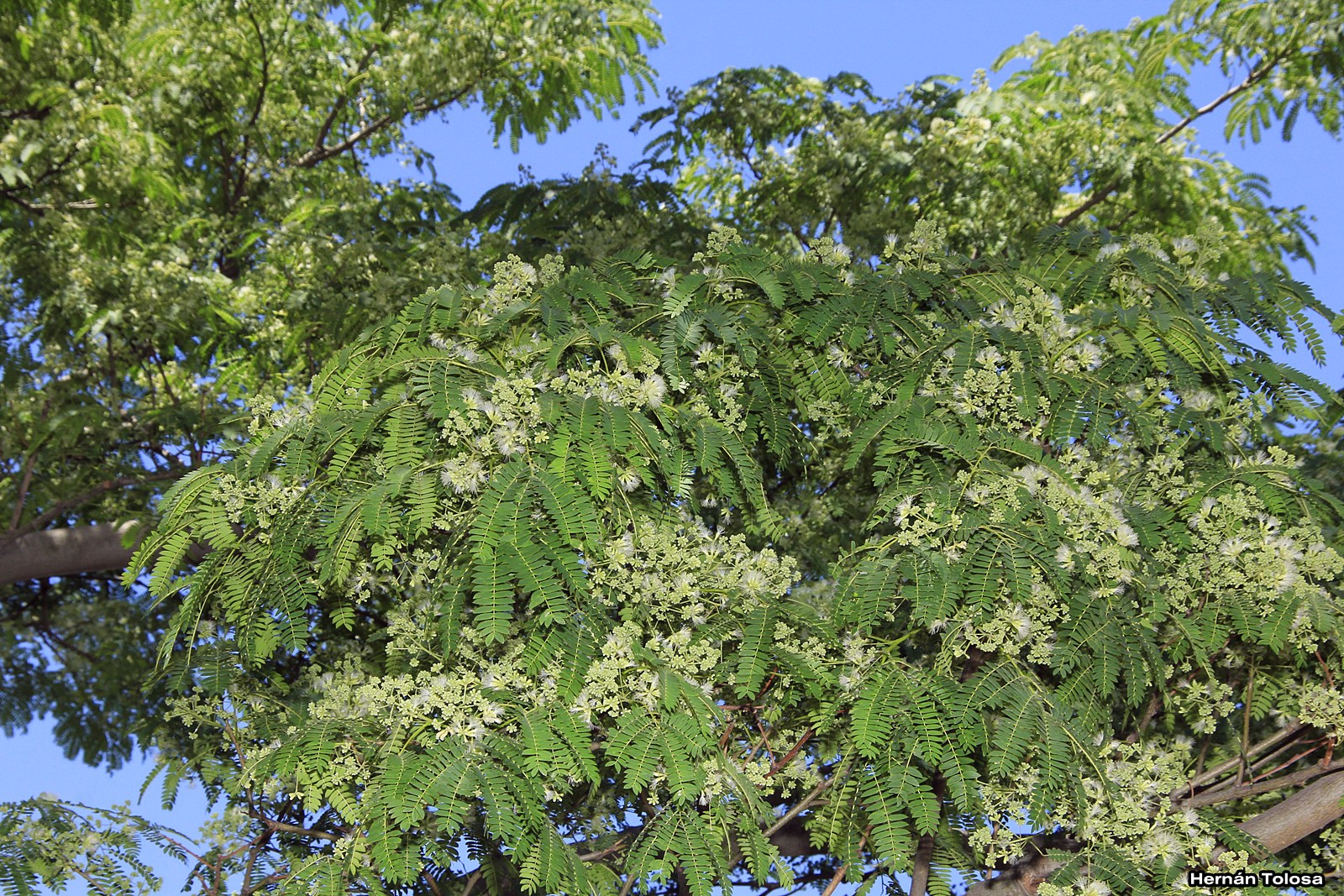 Flora Bonaerense: Timbó (Enterolobium contortisiliquum)