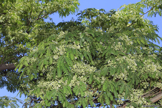Flora Bonaerense: Timbó (Enterolobium contortisiliquum)