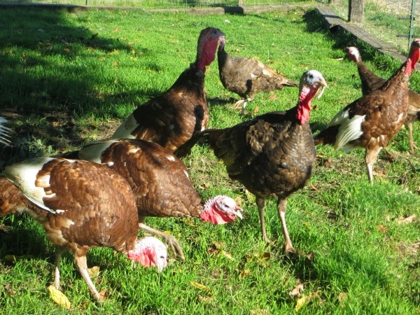 O'Brien's Family Farm: Turkeys, Turkeys, Turkeys