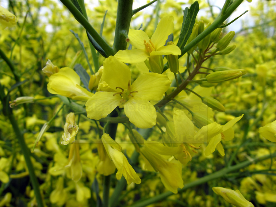 Flora medicinal, alimenticia y artesanal de la Ribera Navarra: Brassica ...