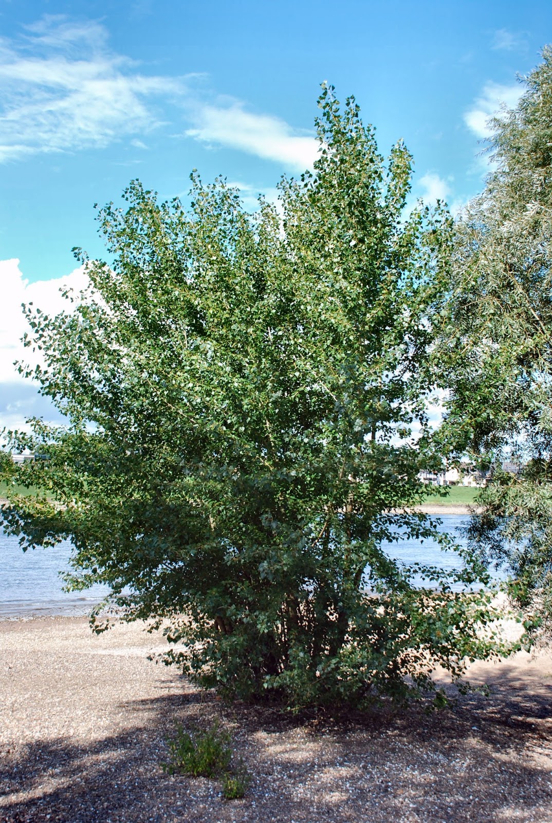 Die Pflanzenwelt von Düsseldorf-Holthausen und angrenzenden Gebieten ...