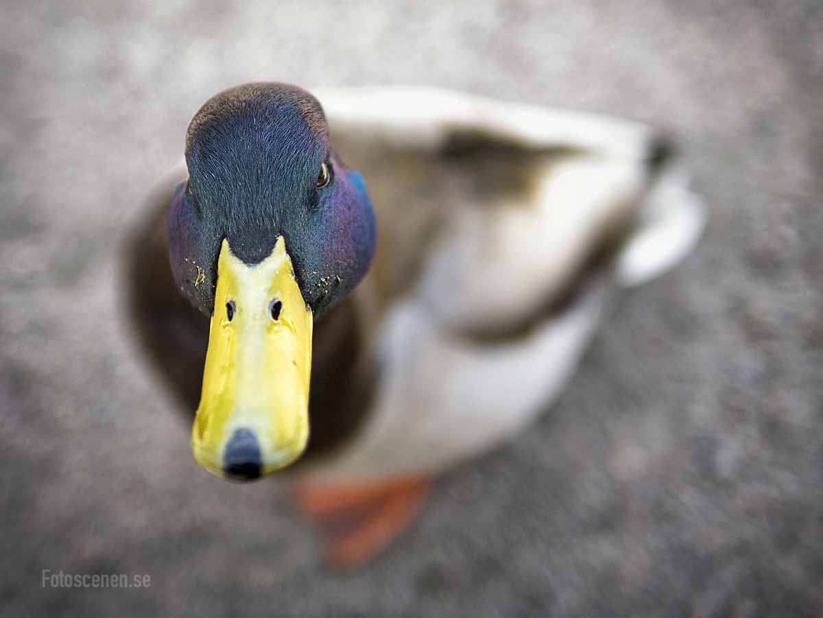Fotoscenen: Angry Ducks