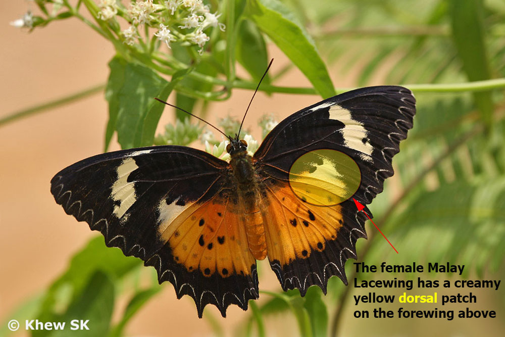 Butterflies of Singapore: Butterfly Anatomy : Part 3