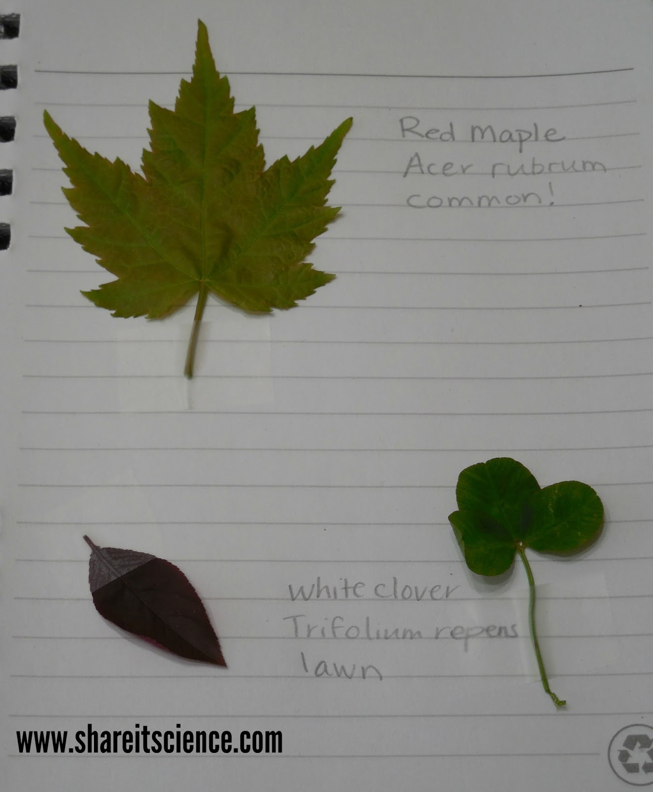 Share it! Science : Plant Identification Apps: Yard Mapping for Kids