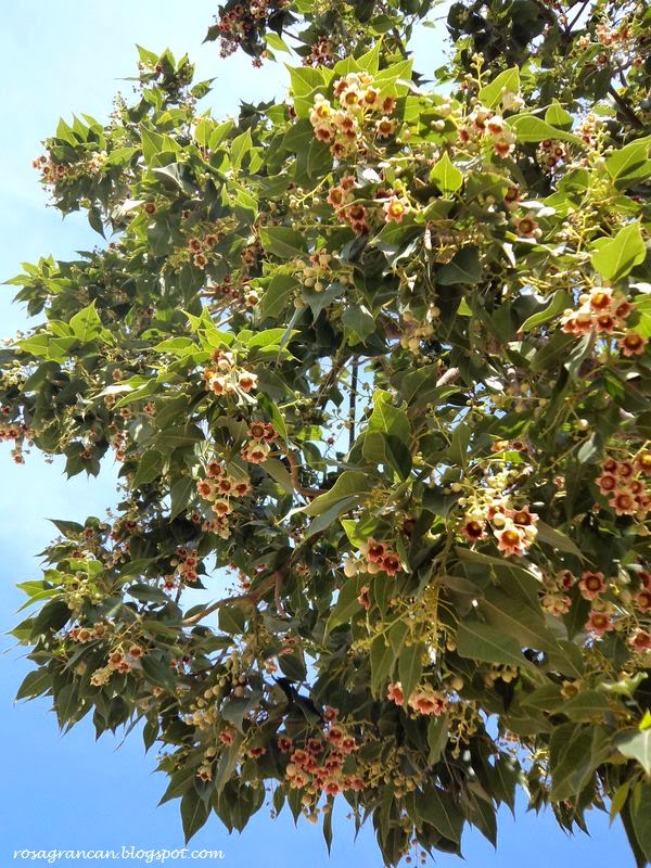 Rosa en Gran Canaria: Árbol botella (Brachychiton populneus)