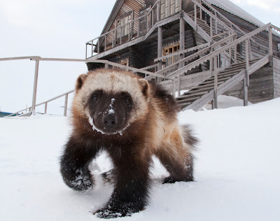 The Force Expansive: Wolverines make me so happy