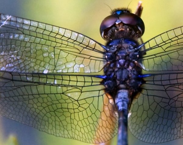 Alpines: INSECT WINGS