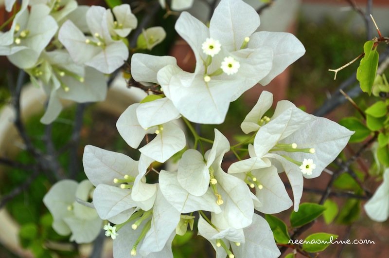 Reena's Online: Fotografi Bunga / Flower Photography #1