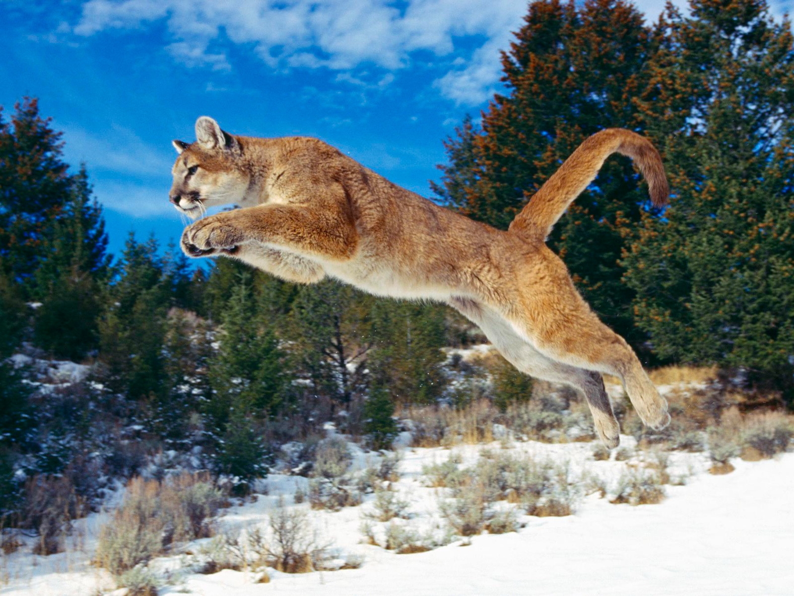 IMAGENES ANIMALES EN ALTA DEFINICION: IMAGEN PUMA SALTANDO