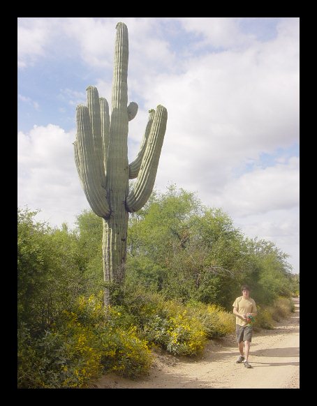 Saguaro towering over