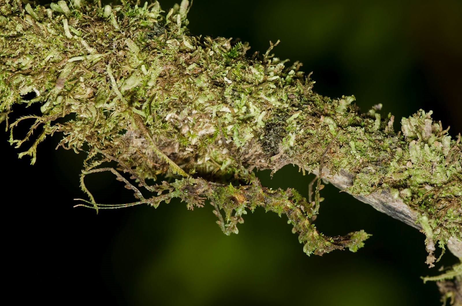 Connecticut Audubon Society: Young Researchers Explore Costa Rican ...
