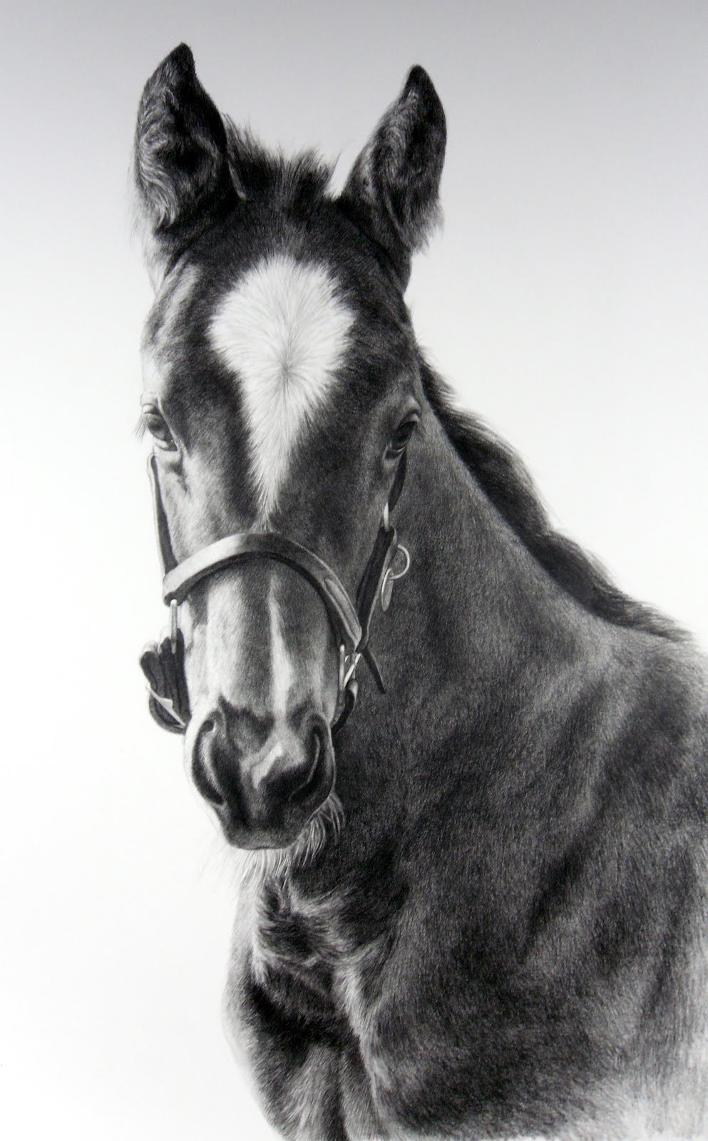 Karmel Timmons: Equestrian Art In Pencil: Blog