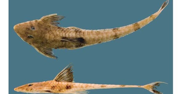Species New to Science: [Ichthyology • 2008] Loricaria lundbergi, L ...