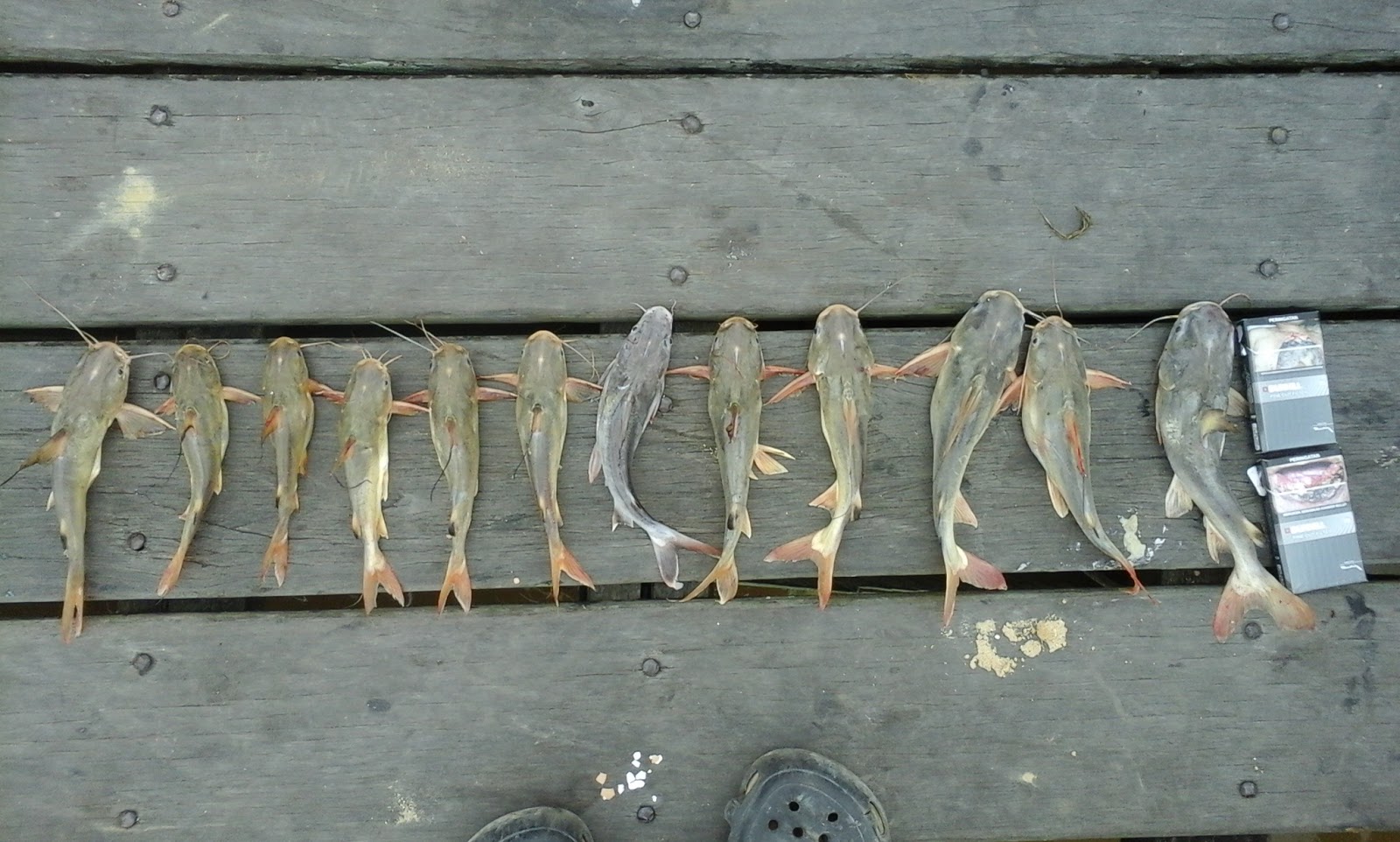 Mancing Mania Samarinda