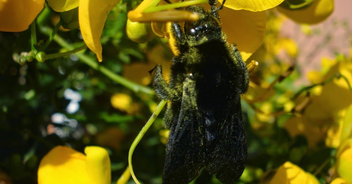 Canguçu em Cores: Verde - Amarelo - Mangangava - Sene - Imagem ...