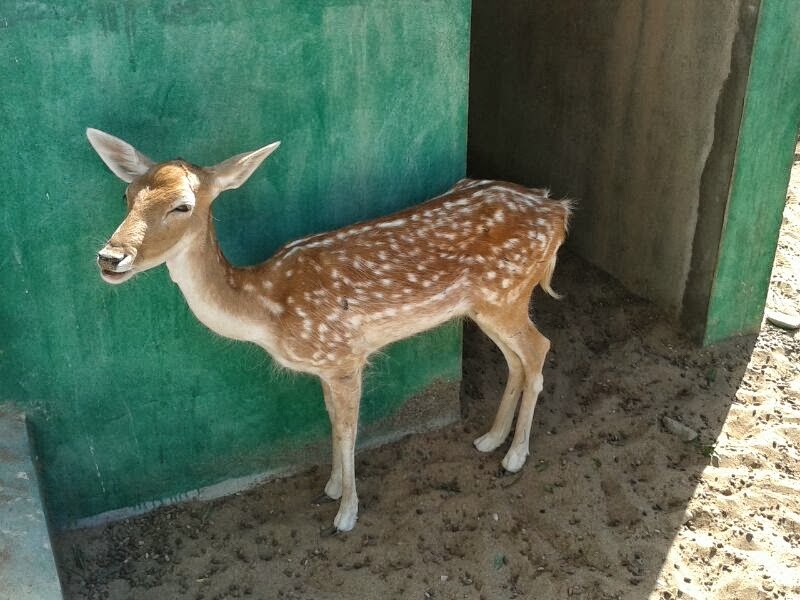 Mumbaikars In Muscat: A visit to Barka Zoo