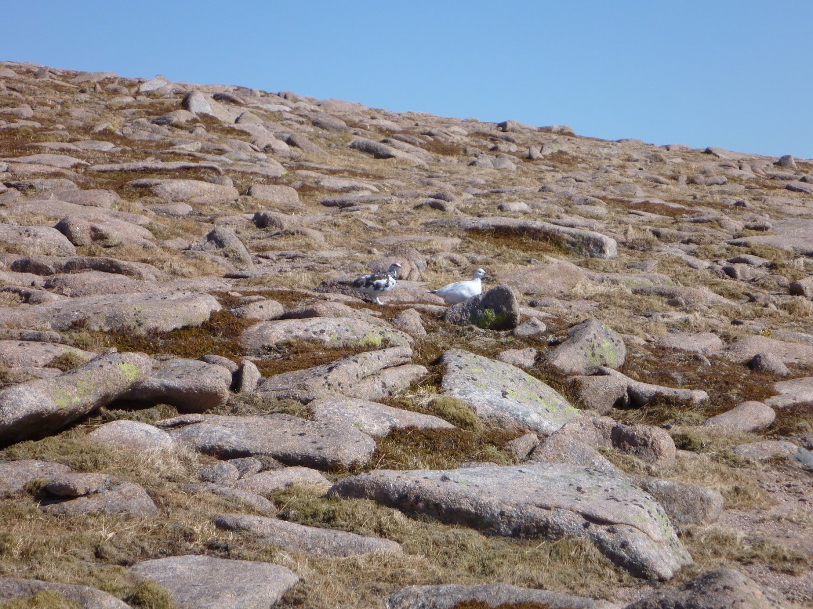 marmotte.co.uk: Afterthought Arete