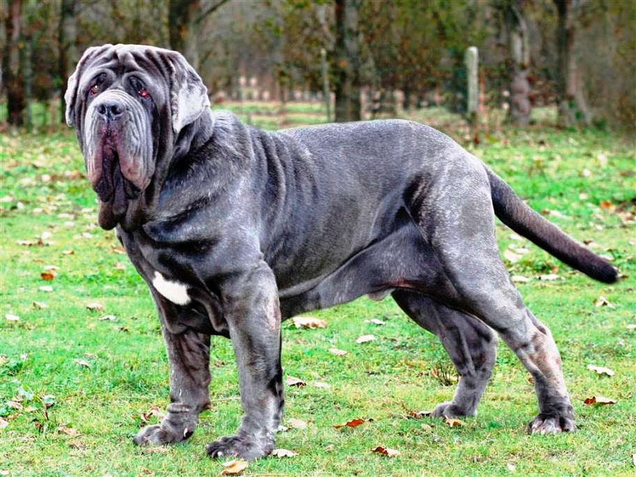 Allan Padget: Los Mastines (Razas de Perros)