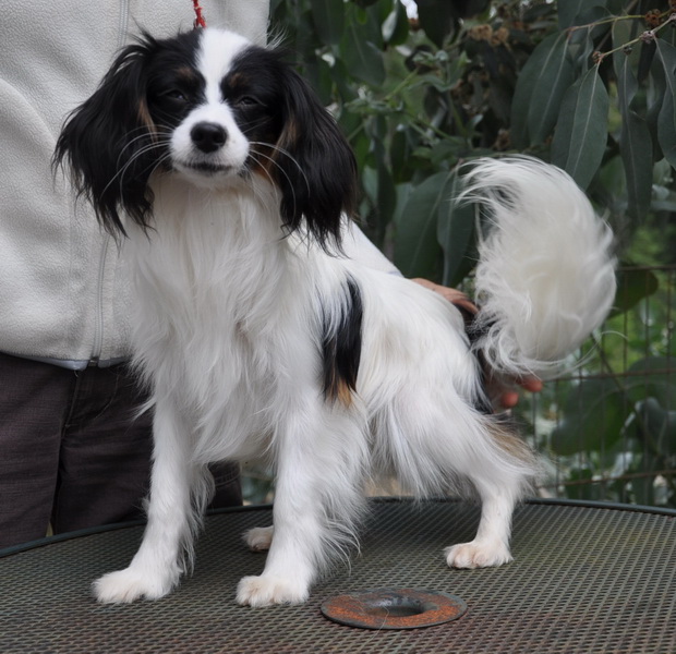 Road's End Papillons : 9 Months old Phalene