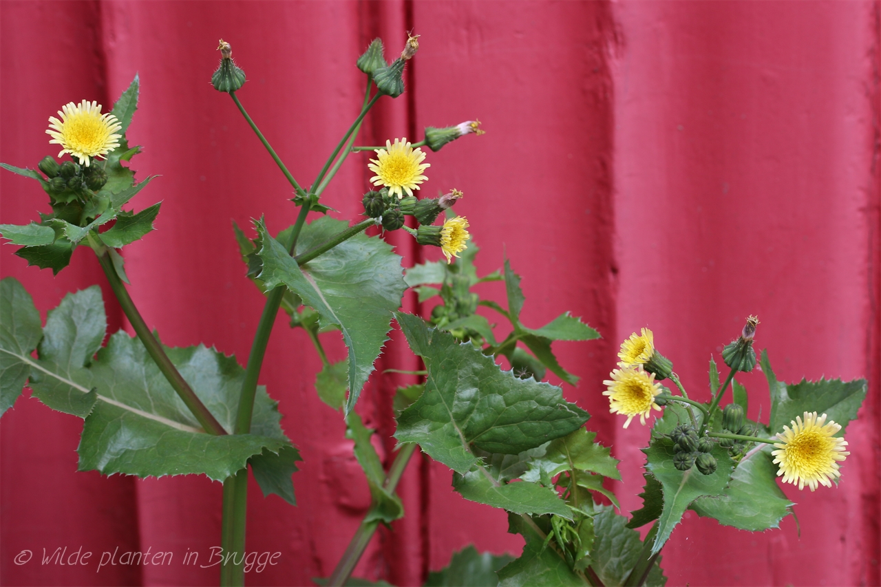 Wilde planten in Brugge: Melkdistel