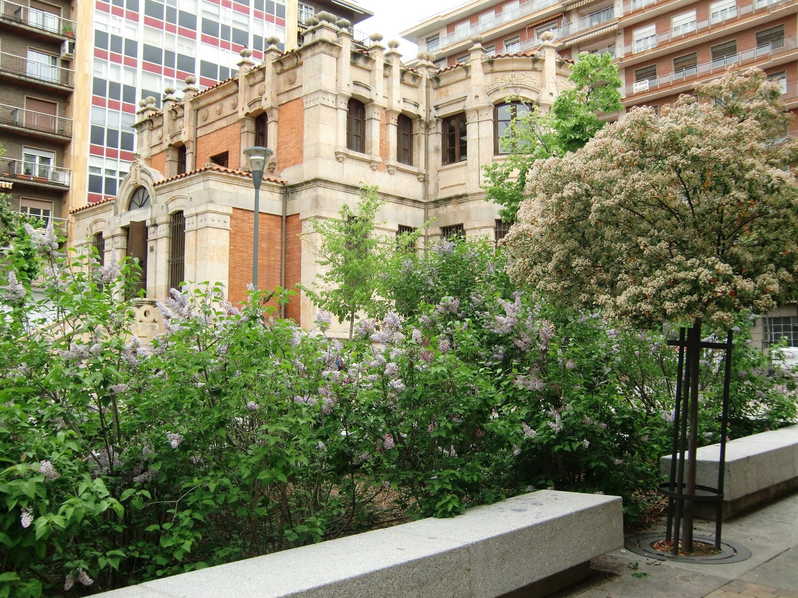 Plantas de Huerta Otea, Salamanca: Lilo, lila (Syringa vulgaris)