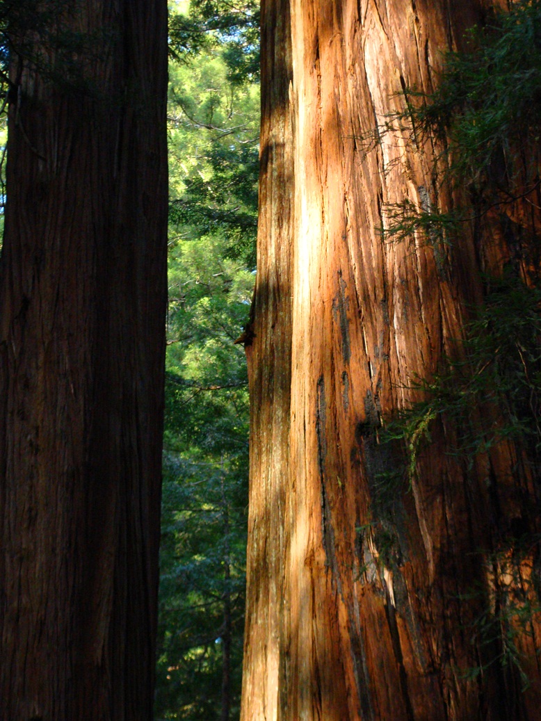 Geotripper: Gratuitous Tree Pictures...But Oh, What Trees!