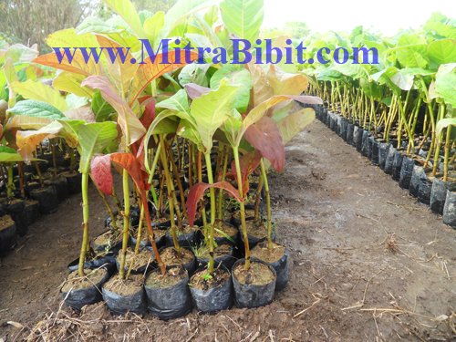 CV. Mitra Bibit: Bibit Jabon Merah / Samama