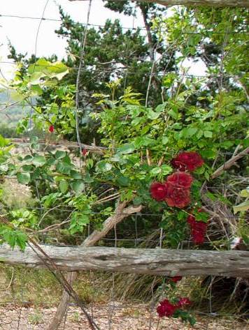 Gardening on the edge: Everything's Coming up Roses