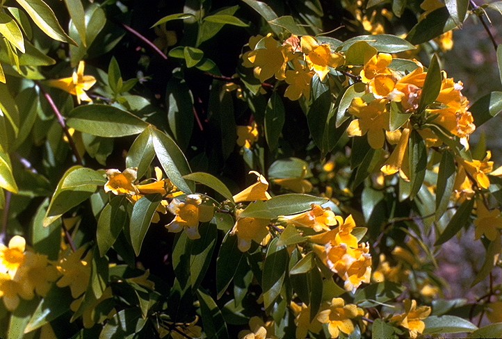 Future Plants by Randy Stewart: Carolina Jessamine