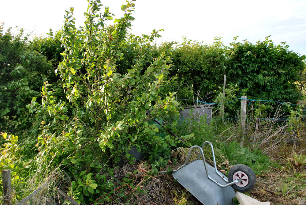 Growing Our Own: Surprise fruit and other things