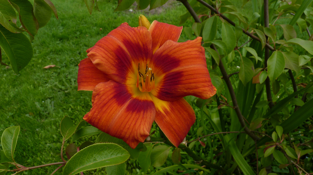 Høneballehaven på Samsø og Hellerupvej på Fyn: Dagliljer/hemerocallis