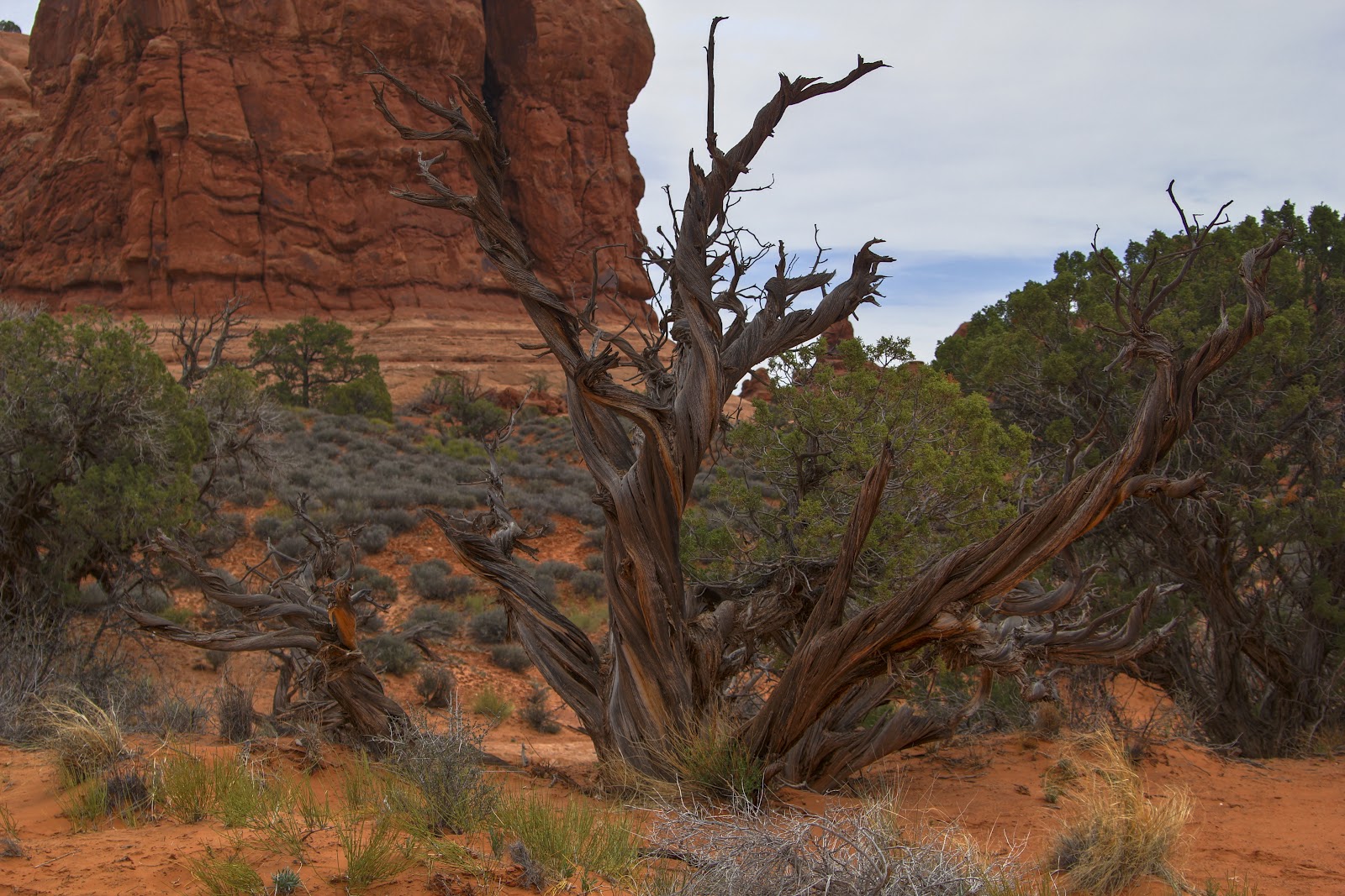 Jay Vee Kay Photography: Trees in the desert