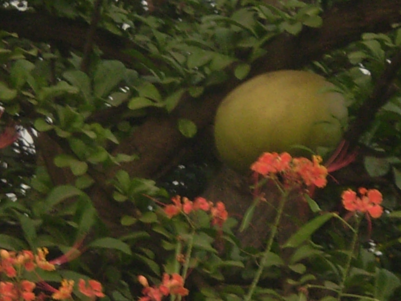 Ghana With The Wind: The Flora and Fauna of the Accra, West Africa Region